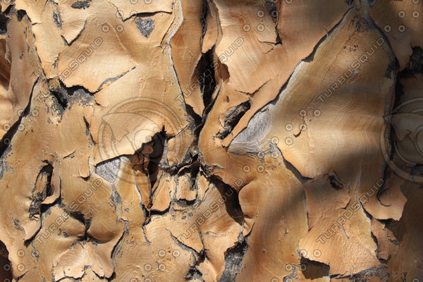 Texture JPEG tree quiver kokerboom