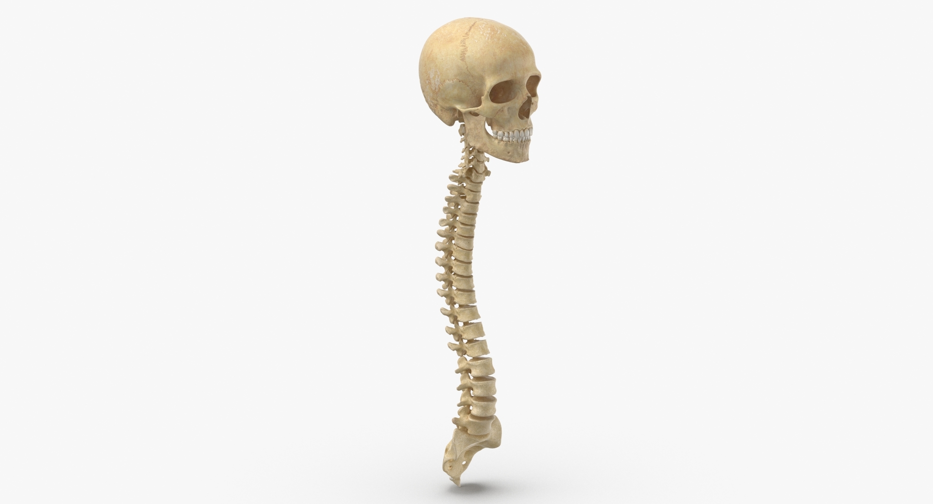 3D real human spine bones - TurboSquid 1635046