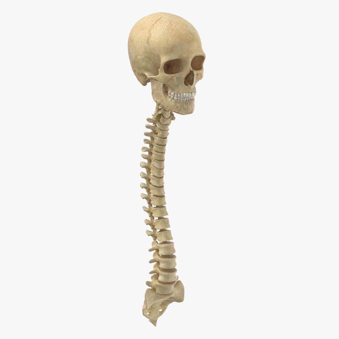 3D Real Human Spine Bones TurboSquid 1635046 3d-real-human-spine-bones-turbosquid-1635046