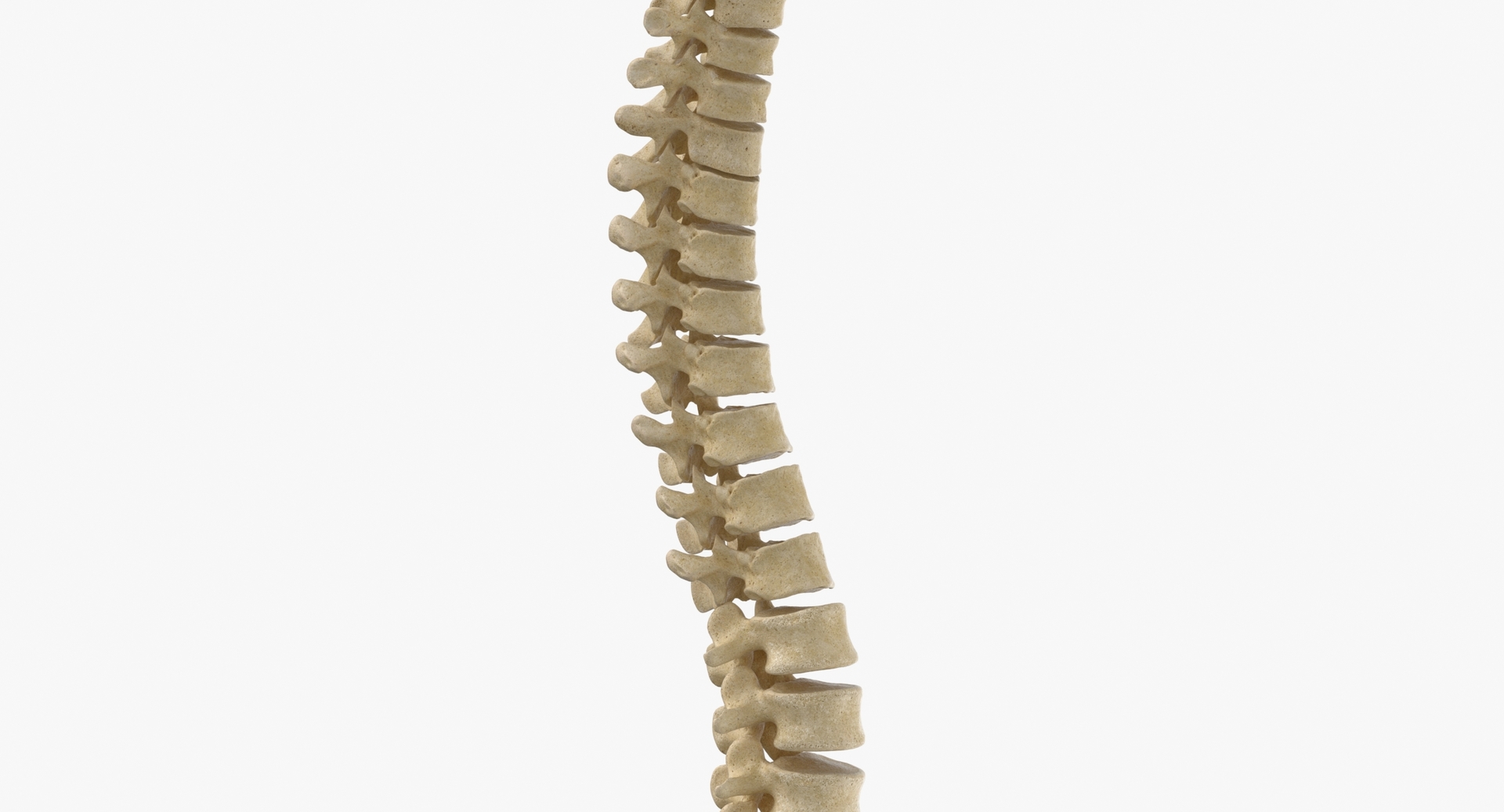 3D real human spine bones - TurboSquid 1635046