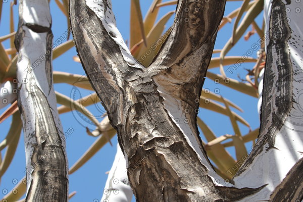 Texture JPEG tree quiver kokerboom