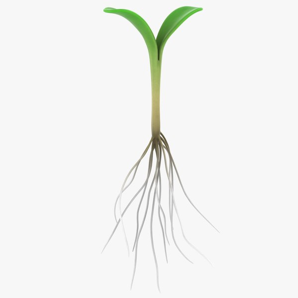 3D Roots Models | TurboSquid