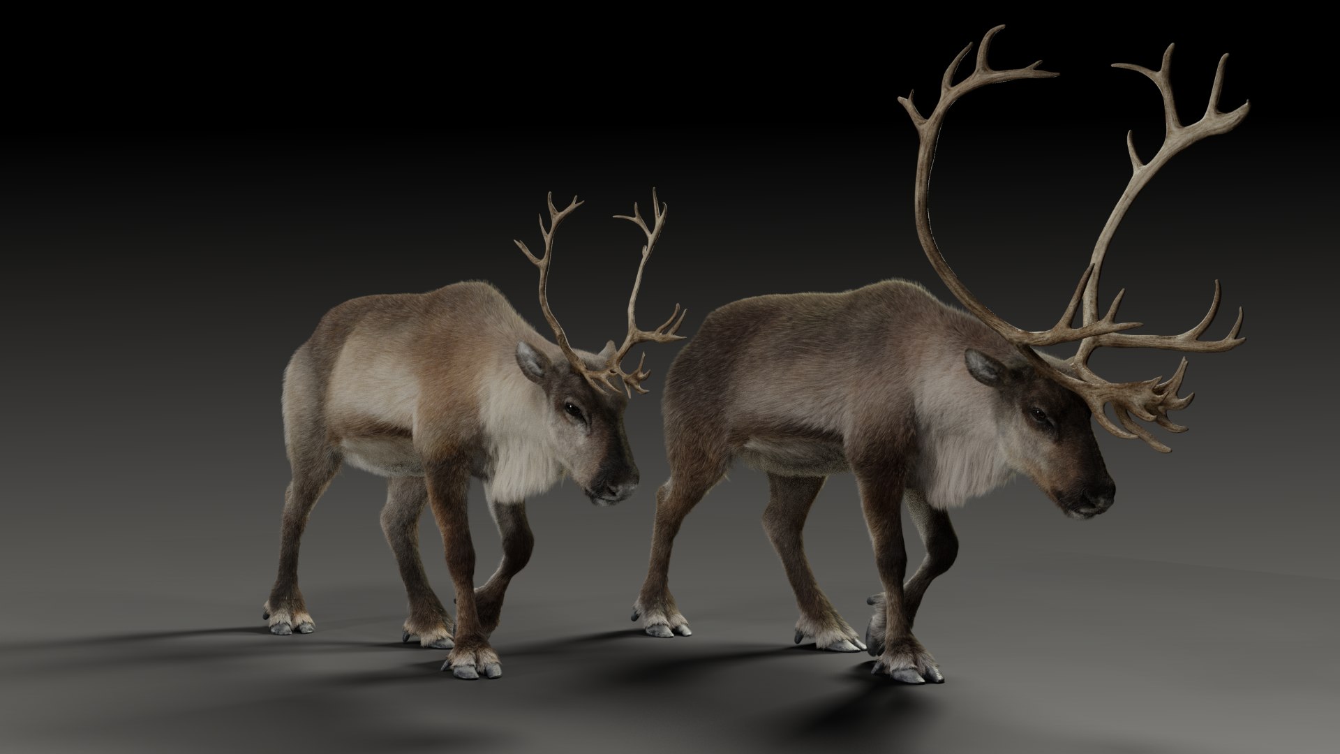 Reindeer animation female male 3D - TurboSquid 1635780