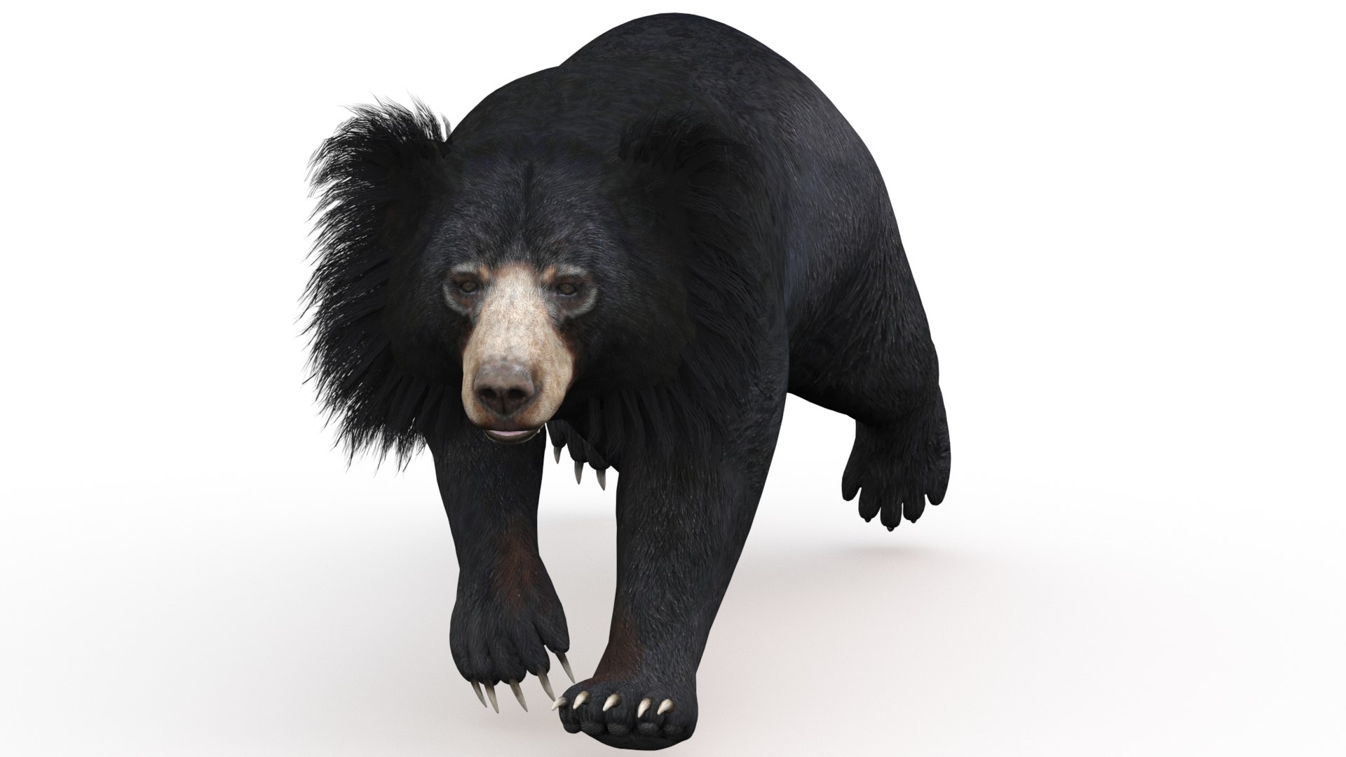 Sloth bear animal 3D - TurboSquid 1636030