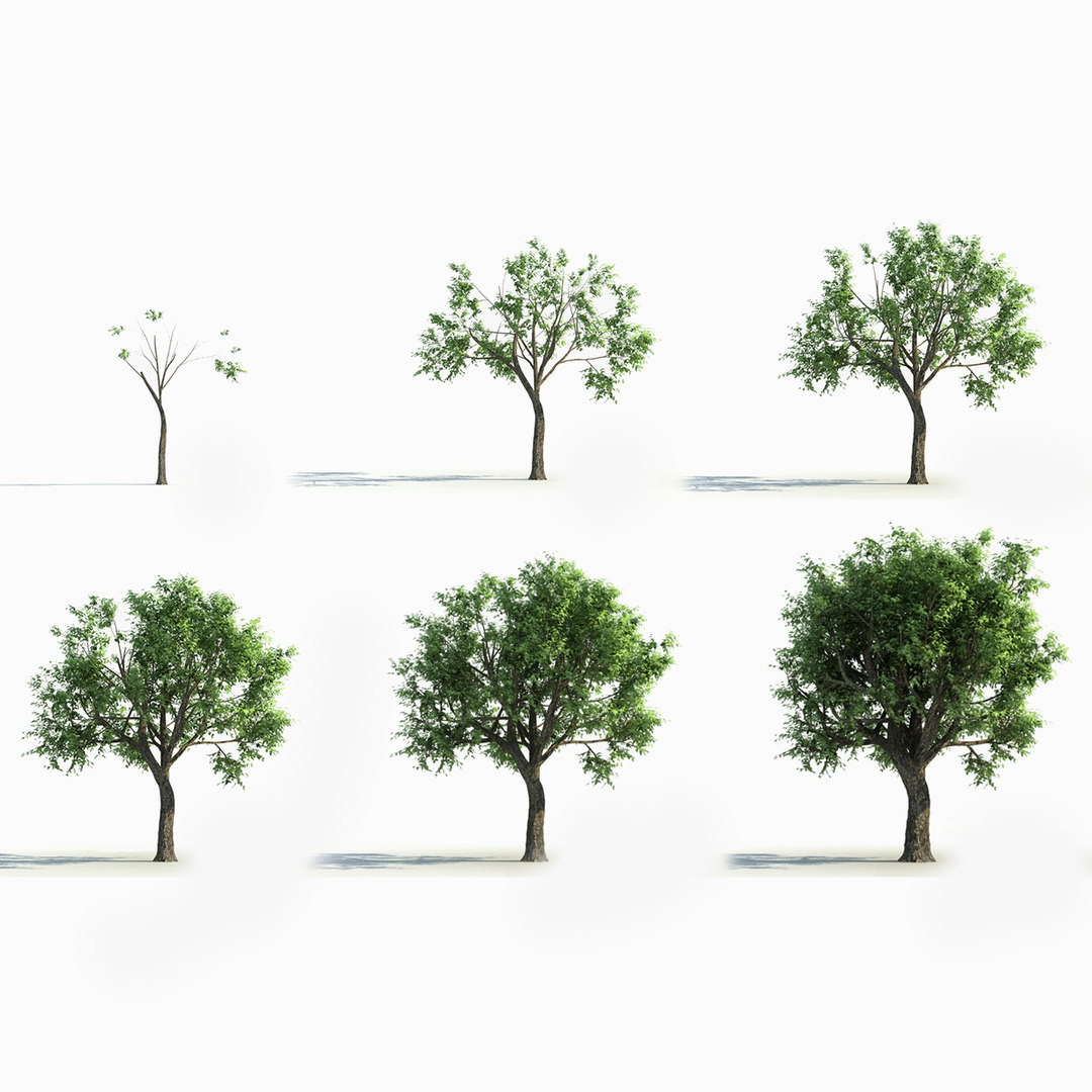 3D model big tree grow - TurboSquid 1636622