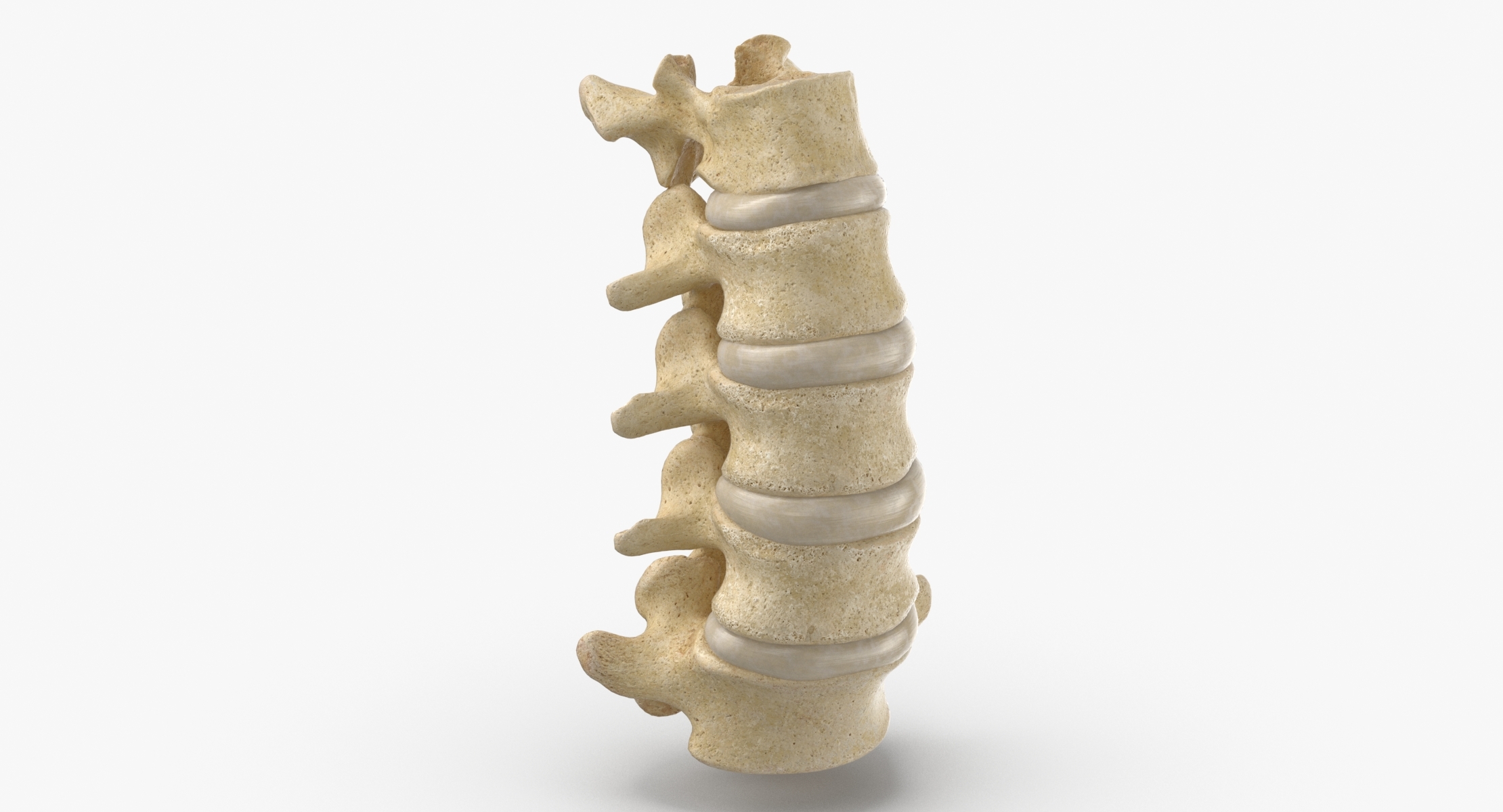 Real human lumbar vertebrae model - TurboSquid 1636744