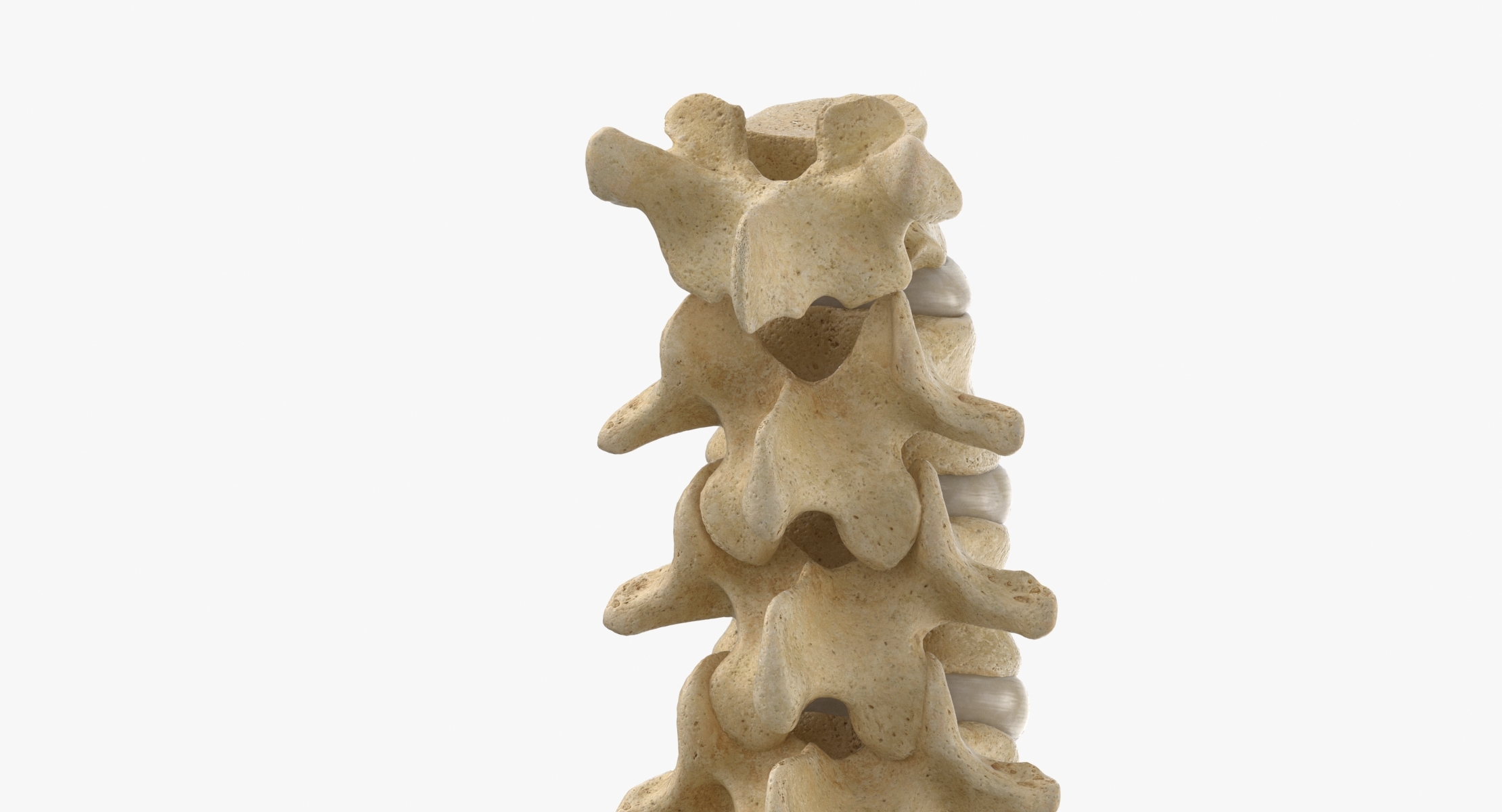 Real human lumbar vertebrae model - TurboSquid 1636744