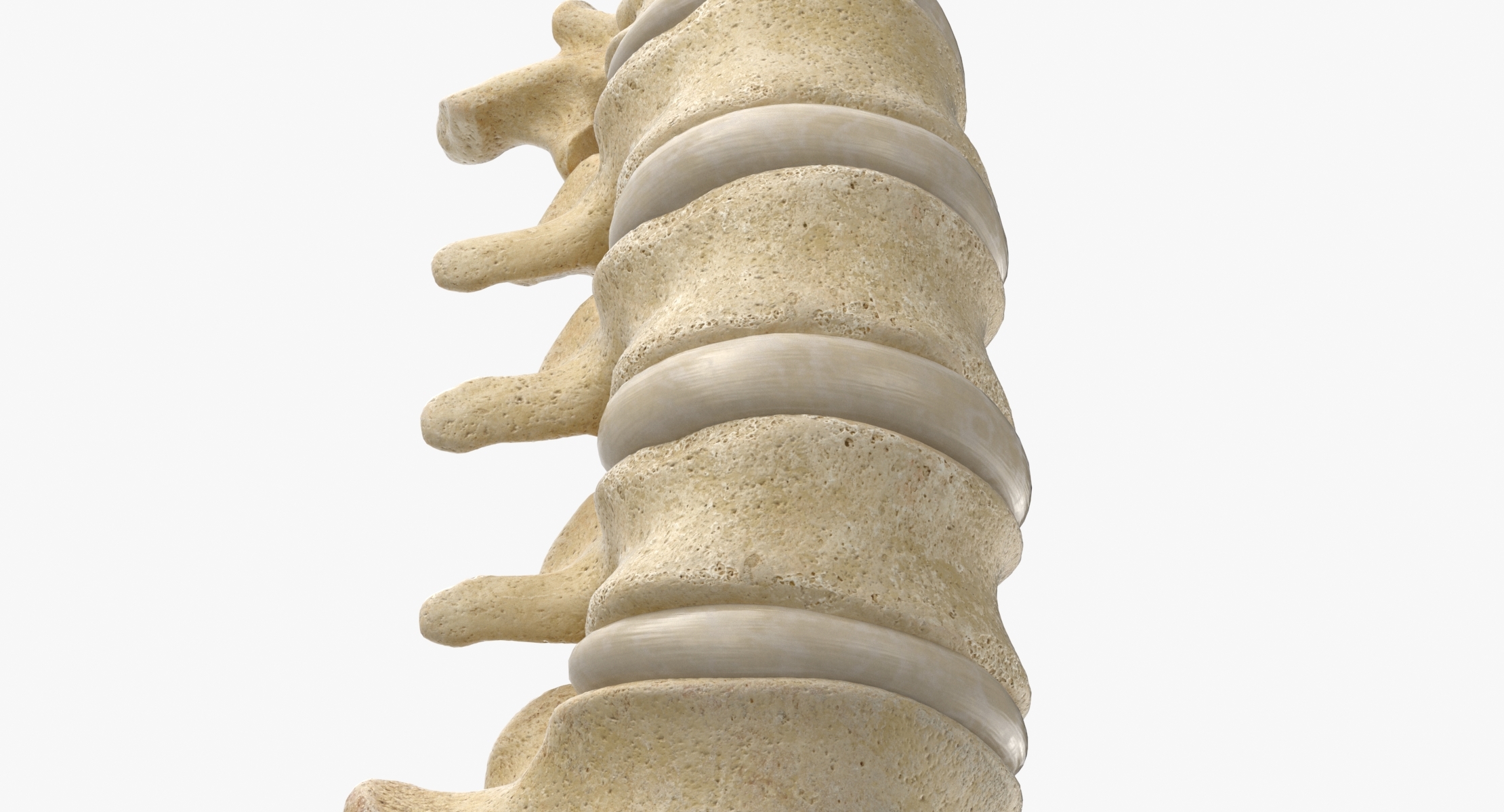 Real Human Lumbar Vertebrae L1 to L5 Bones With Intervertibral Disks 01 ...