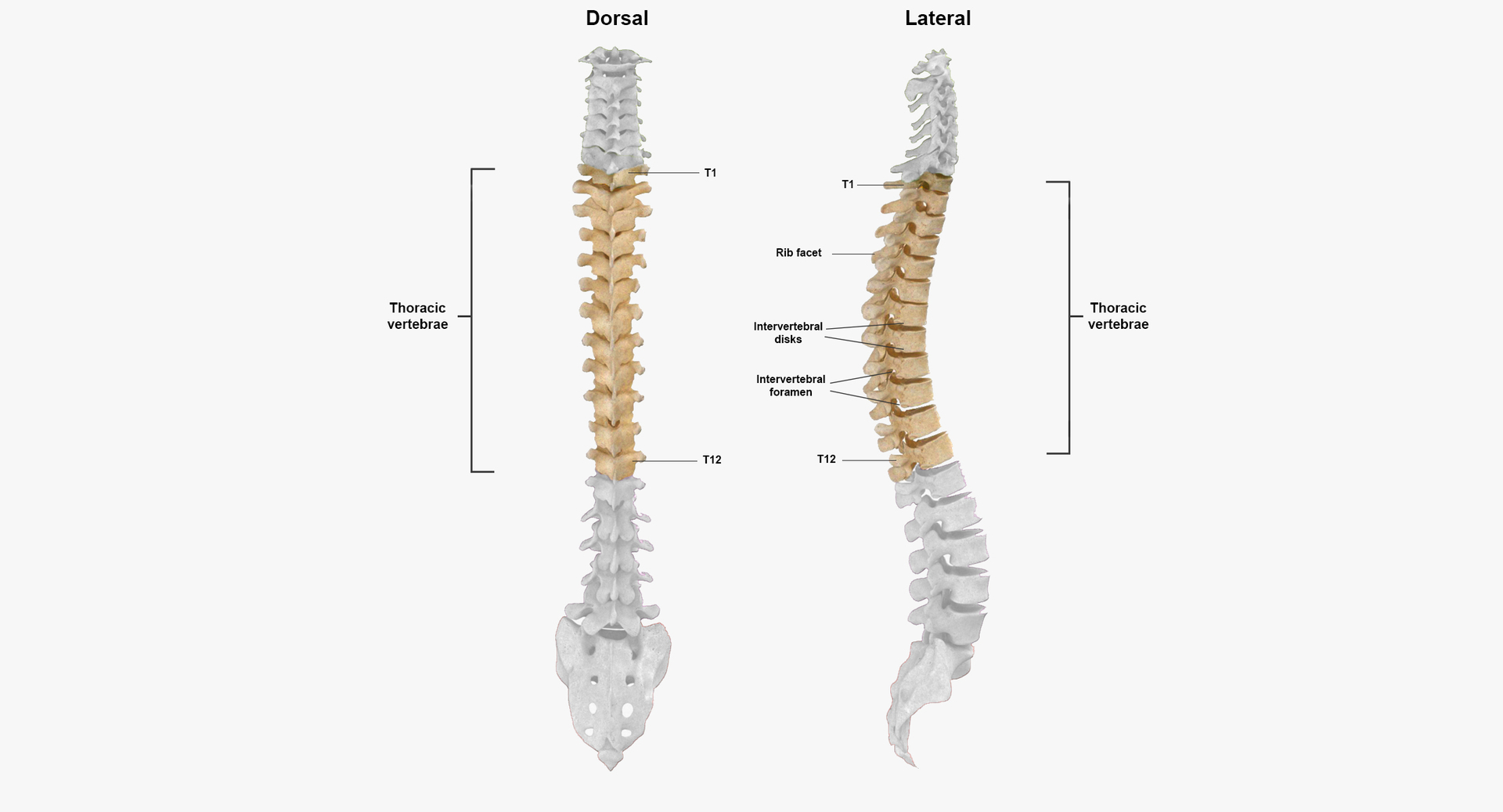 3D модель Real Human Thoracic Vertebrae TH1 to TH12 Bones 01 ...