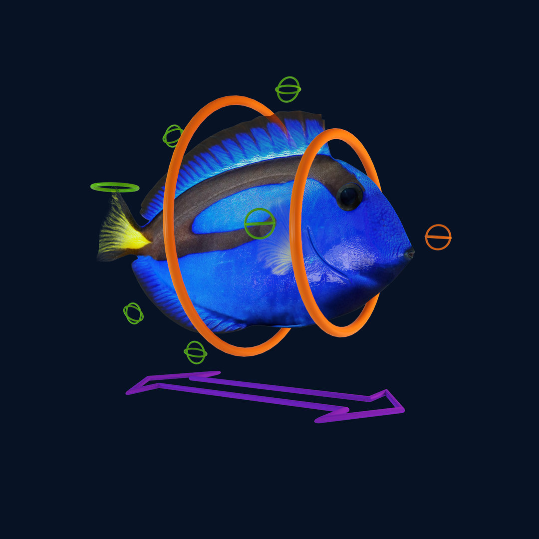 Rigging fish blue tang 3D model - TurboSquid 1647635