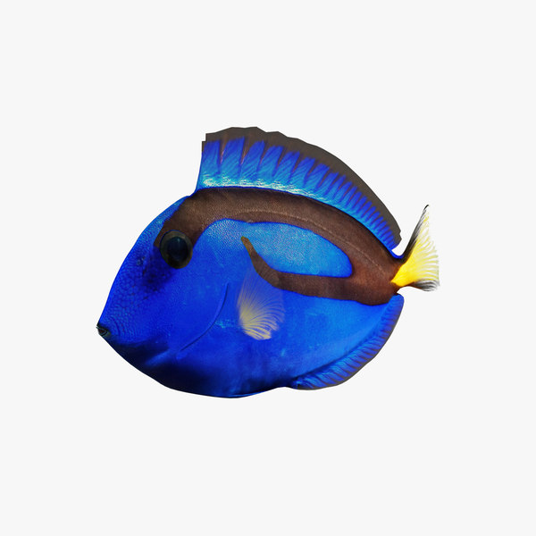 Rigging fish blue tang 3D model - TurboSquid 1647635