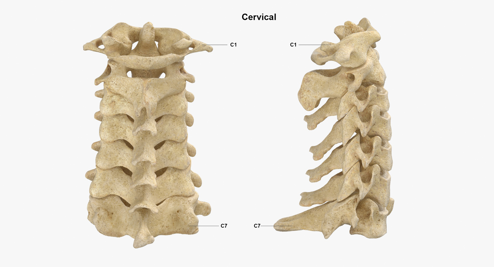 Real human spine bones 3D - TurboSquid 1637727