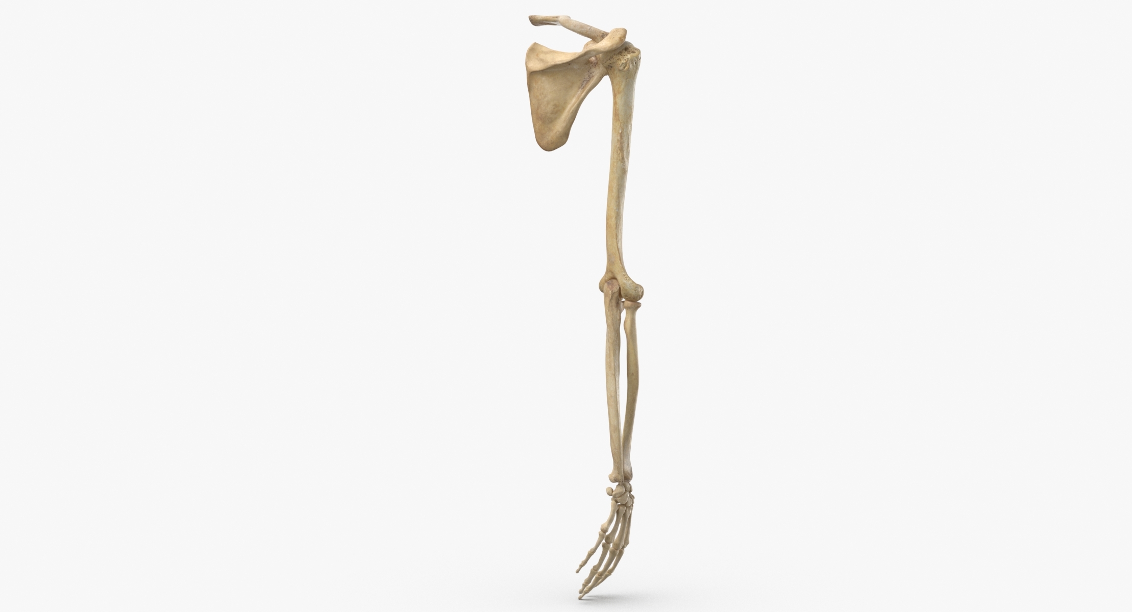 Real human arm scapula 3D model - TurboSquid 1637726