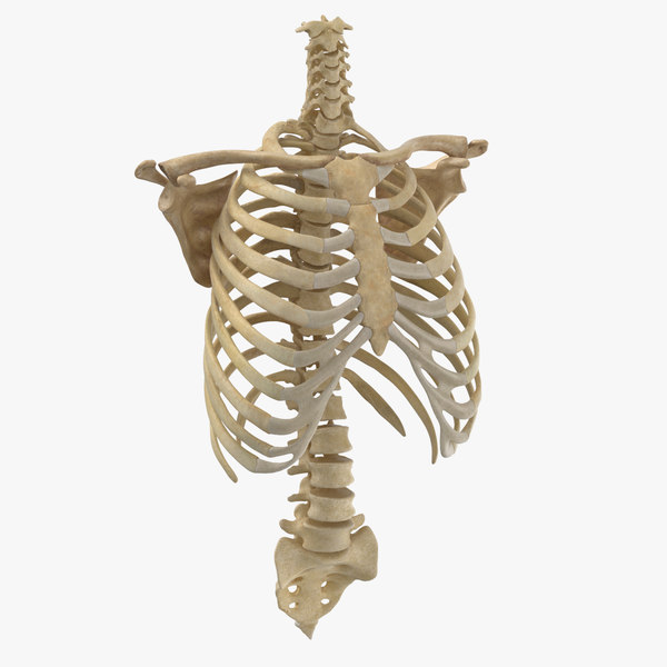 3D Scapula Models | TurboSquid