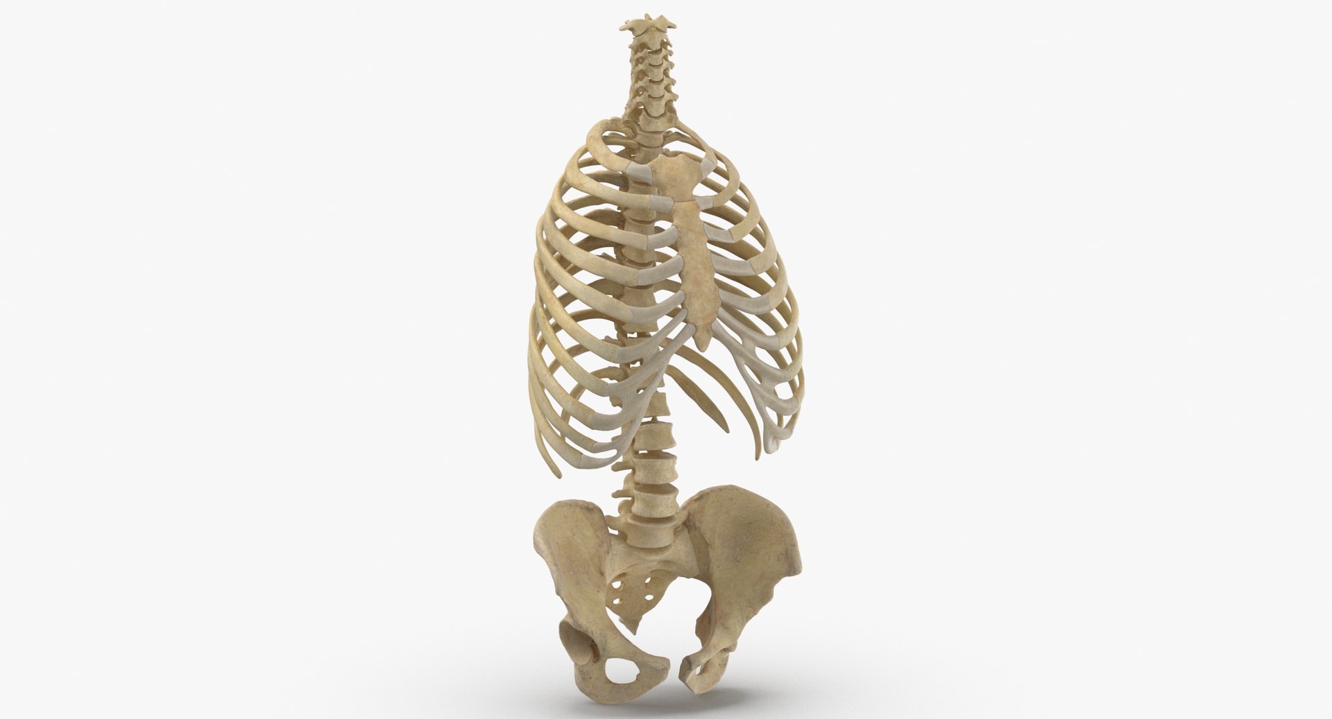 3D real human rib cage - TurboSquid 1637728