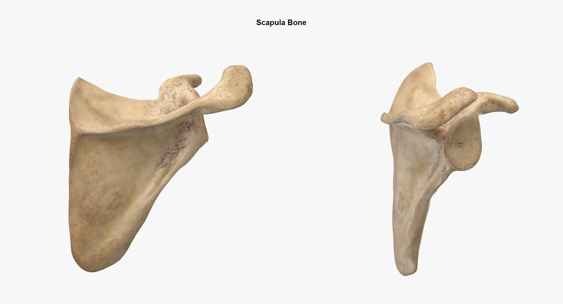 Real Human Rib Cage Spine Calvical and Scapula Bones Anatomie 01 3D ...