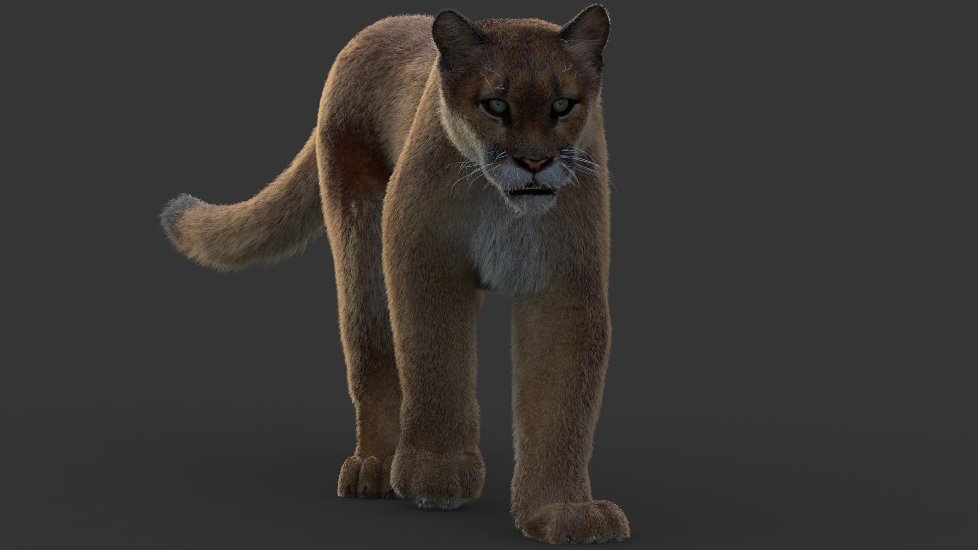 puma fur animation cat 3d model