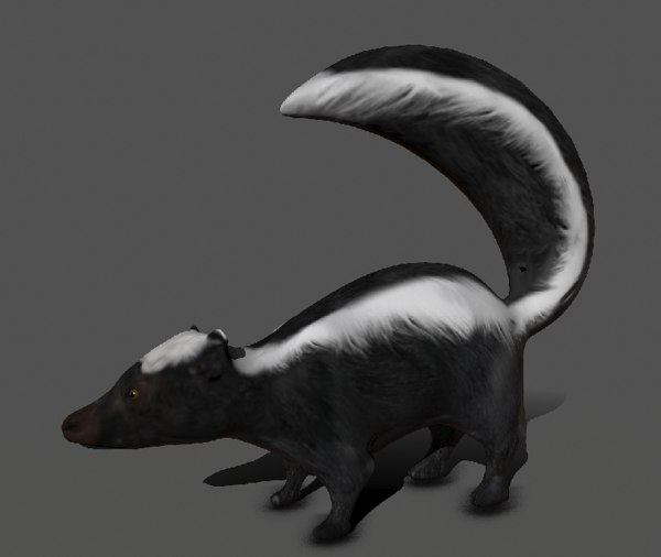 Skunk 3D model - TurboSquid 1638267