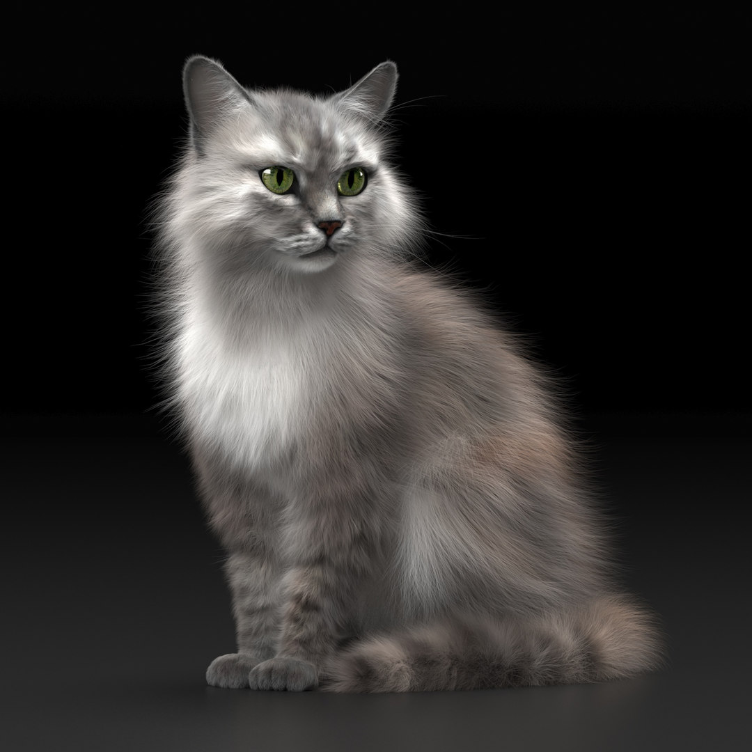 3D realistic cat - - TurboSquid 1638411