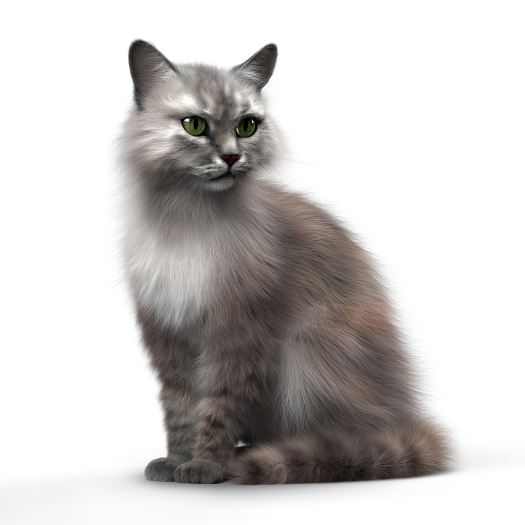 3D realistic cat - - TurboSquid 1638411