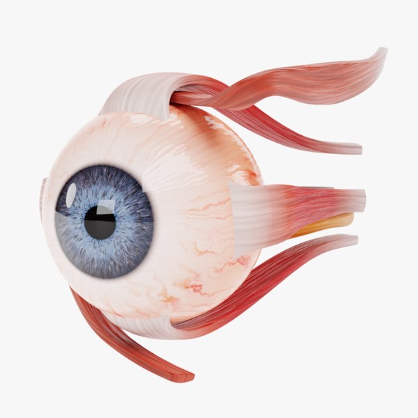 Eyeball muscles eye 3D model - TurboSquid 1638470