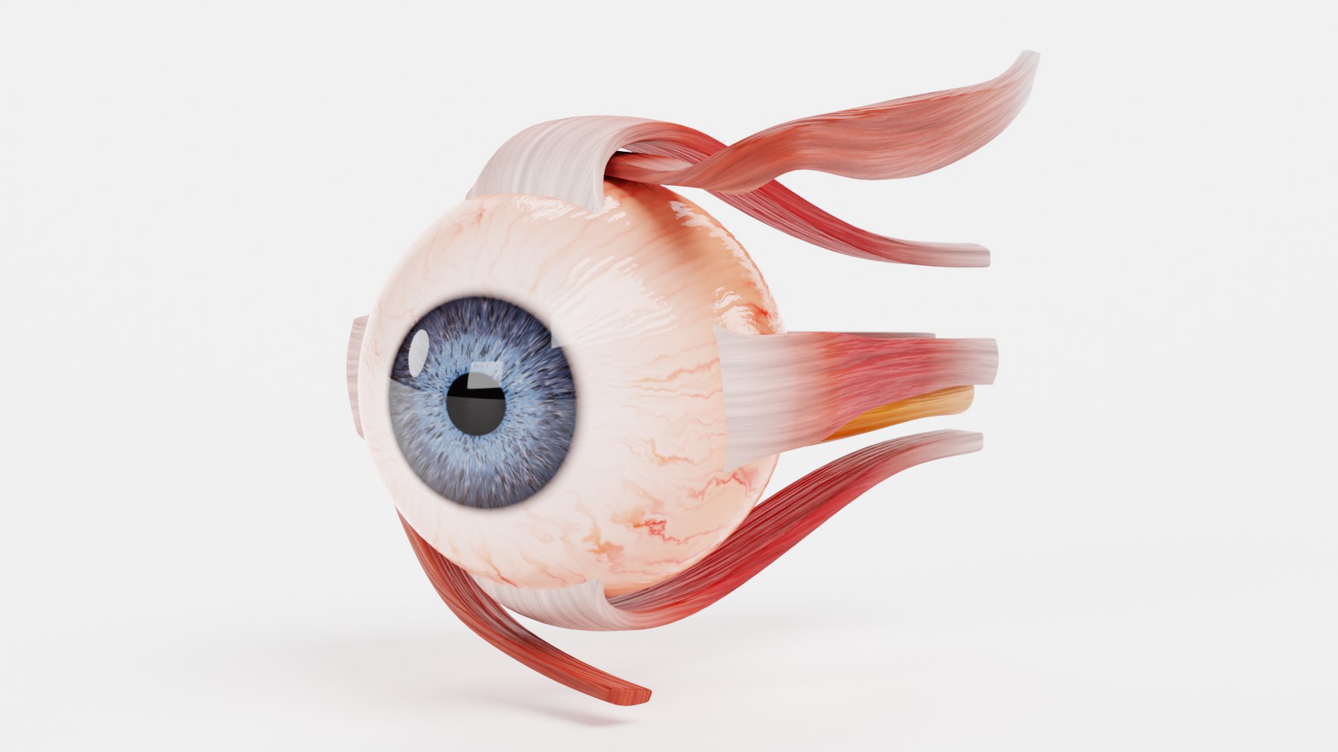 Modello 3D muscoli oculari - TurboSquid 1638470