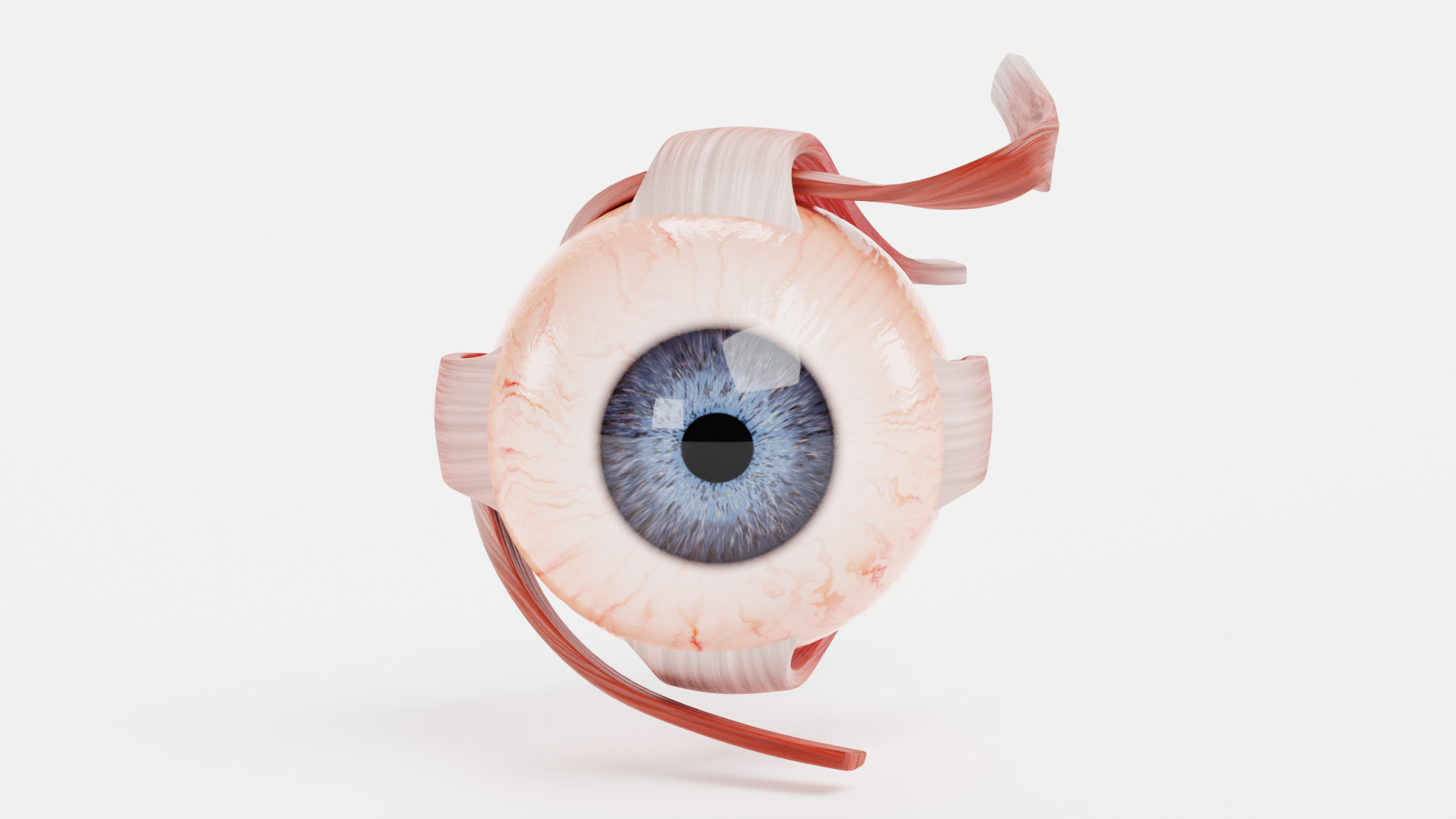 Eyeball muscles eye 3D model - TurboSquid 1638470