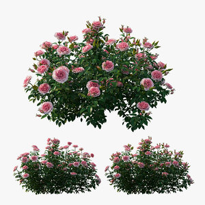 burnet rose rosa 3d max