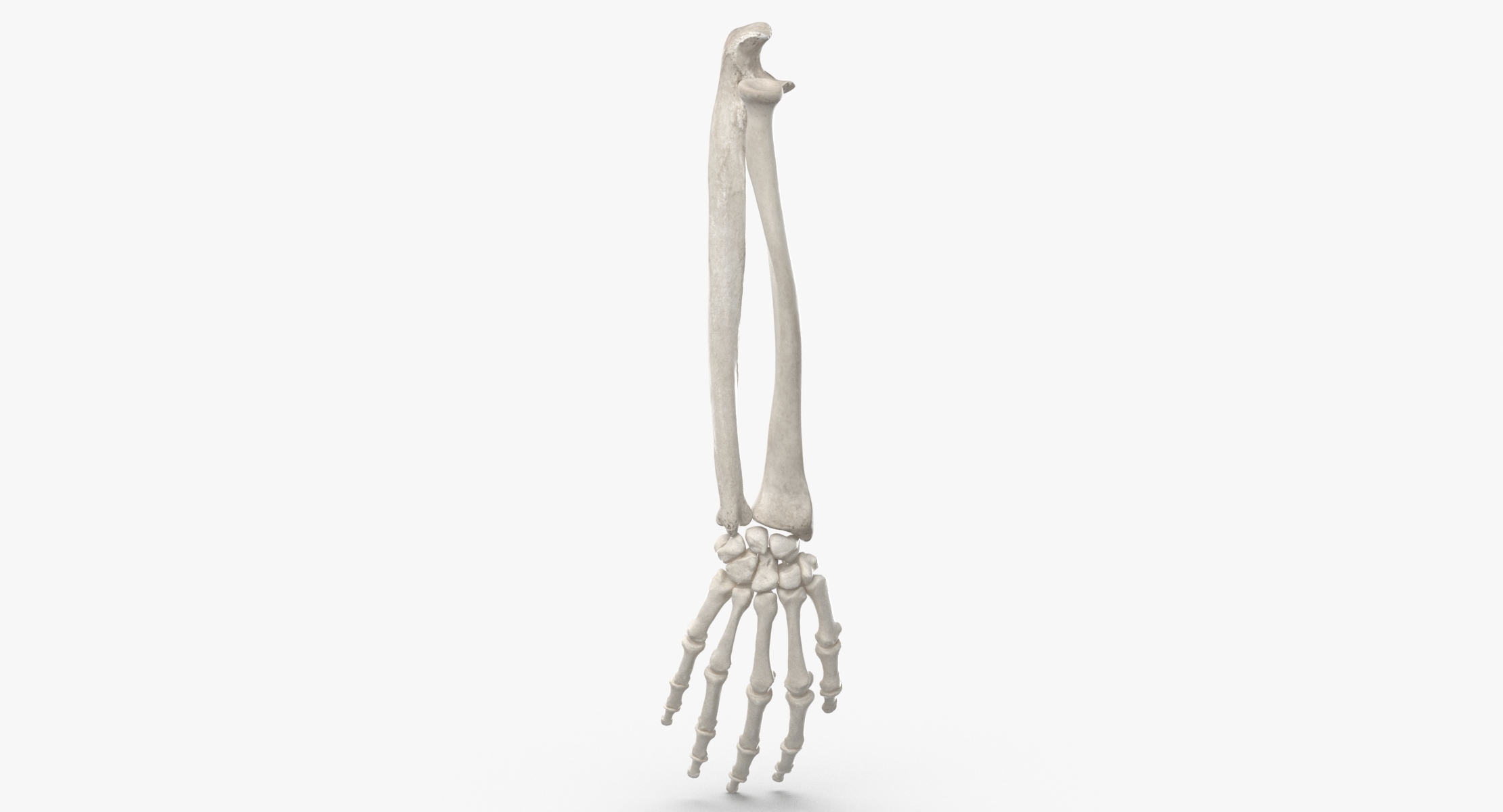 3D real human hand ulna model - TurboSquid 1639893