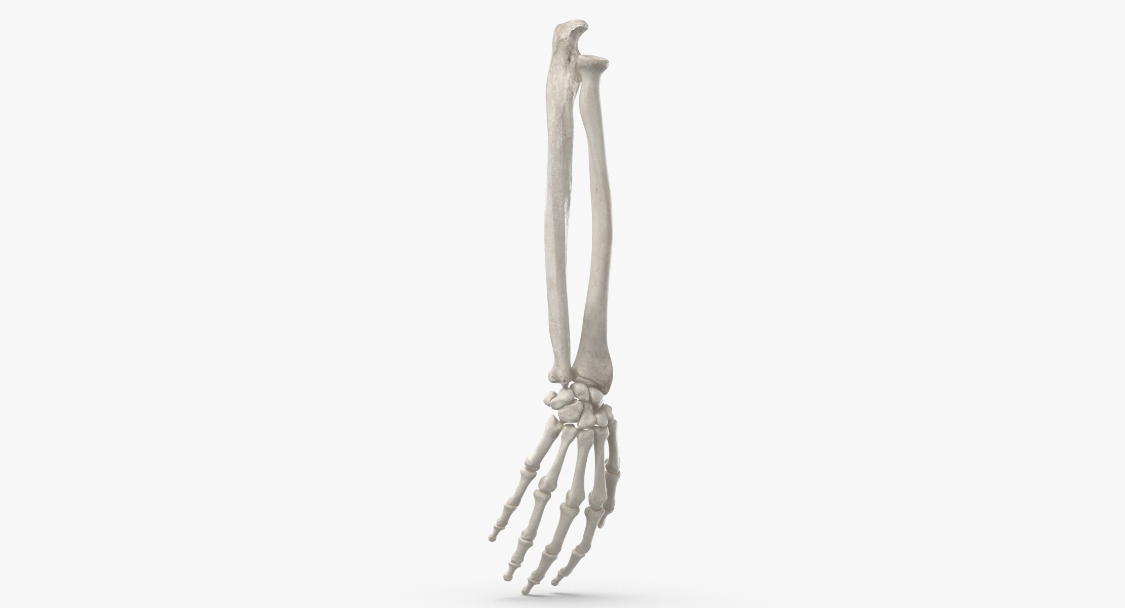 3D real human hand ulna model - TurboSquid 1639893