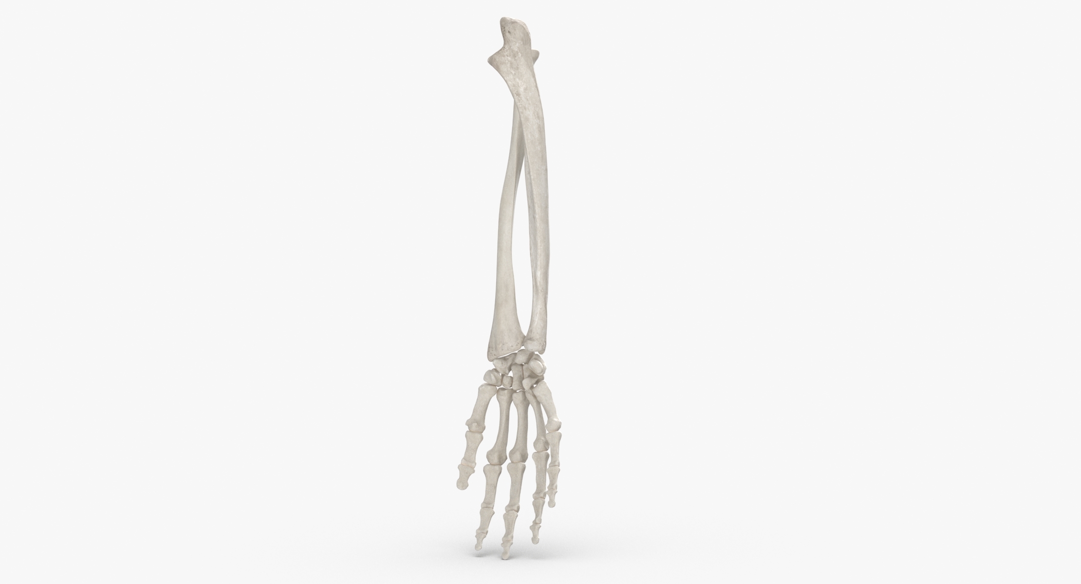 3D real human hand ulna model - TurboSquid 1639893