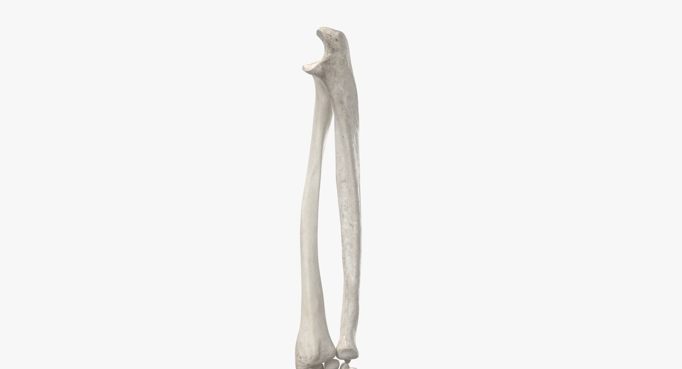3D real human hand ulna model - TurboSquid 1639893