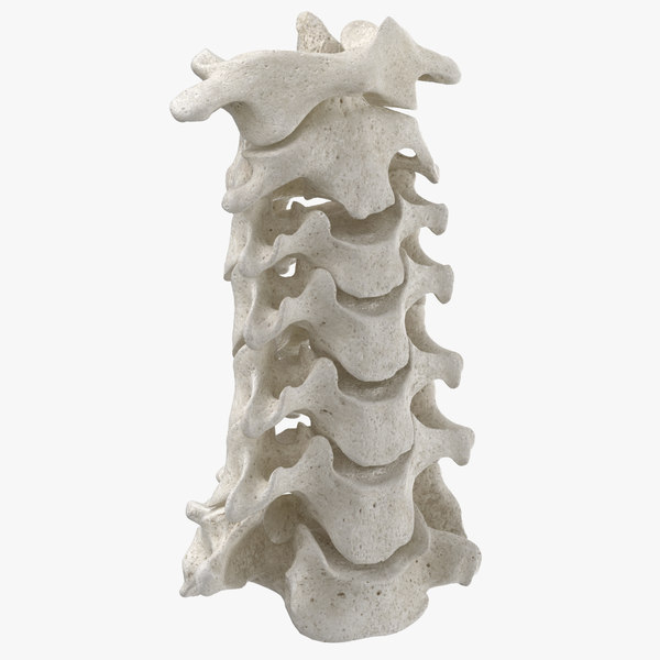 3D real human neck cervical - TurboSquid 1639920