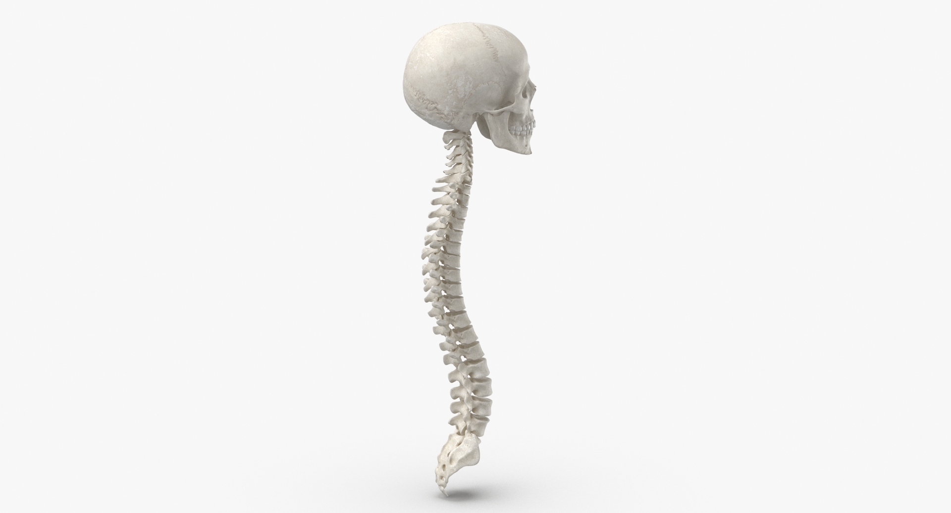 Real human spine bones model - TurboSquid 1639900