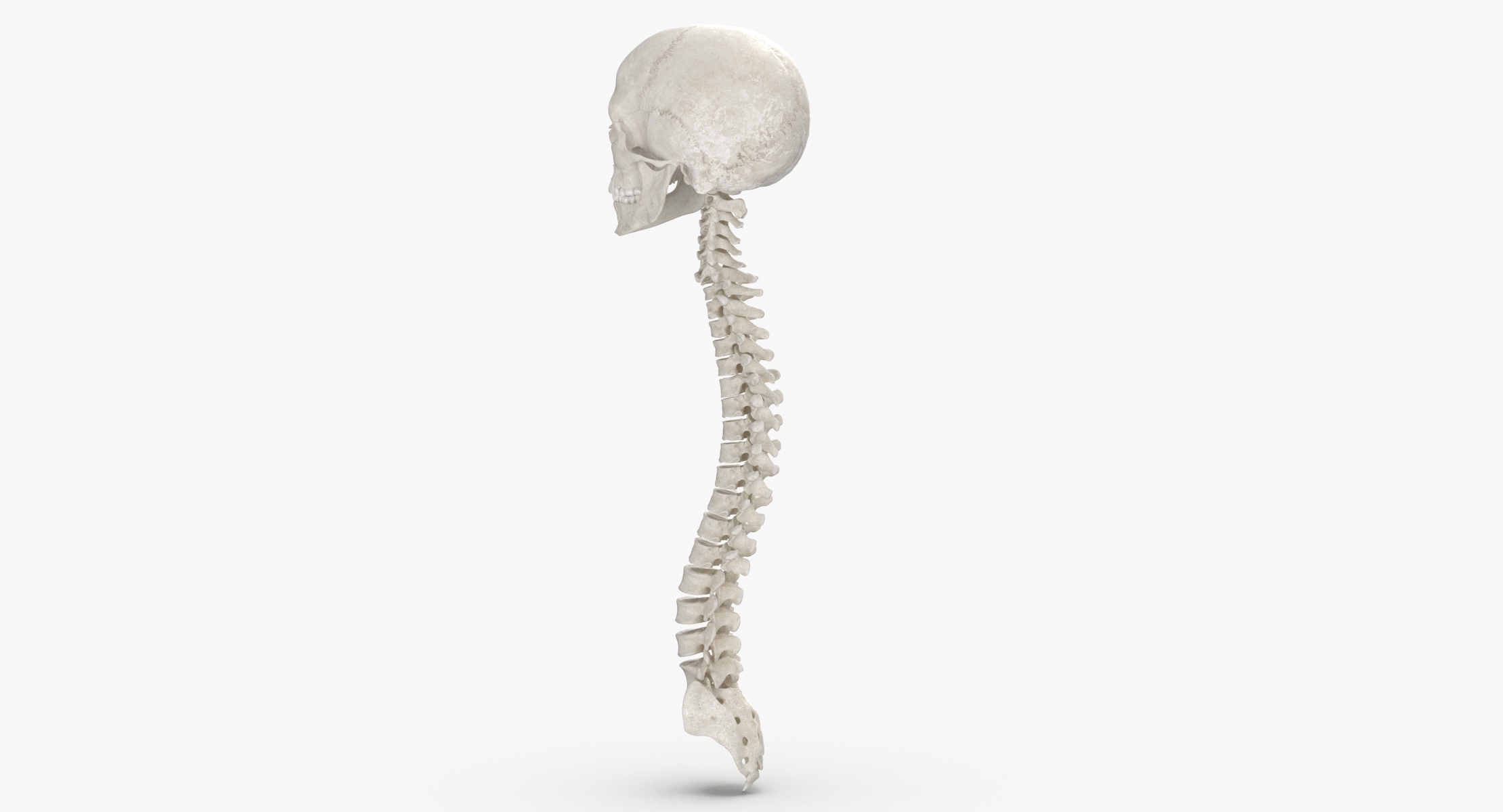 Real human spine bones model - TurboSquid 1639900