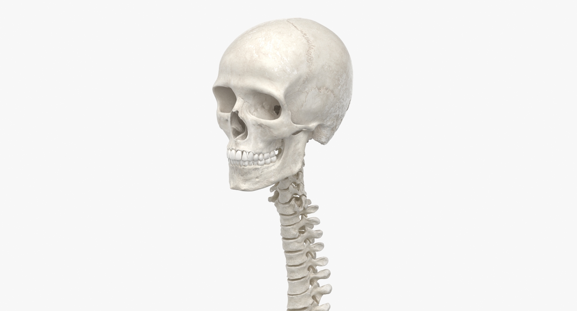 Real human spine bones model - TurboSquid 1639900