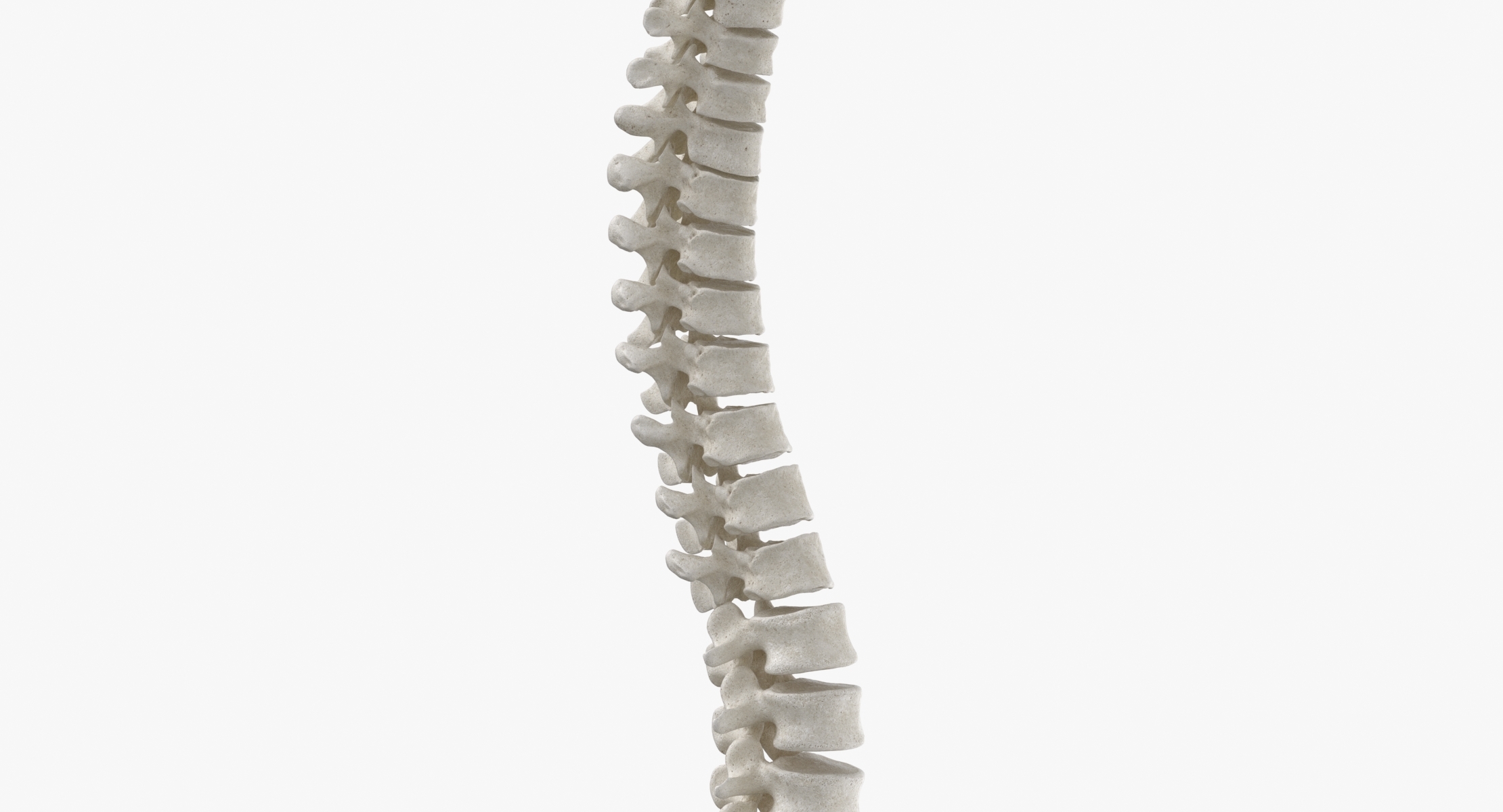 Real human spine bones model - TurboSquid 1639900