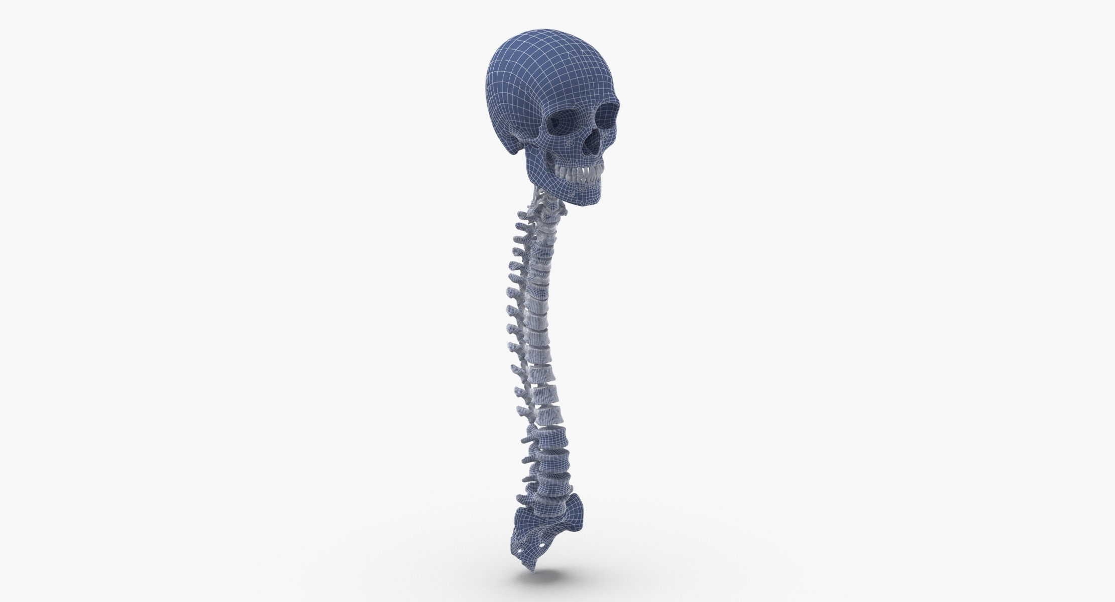 Real human spine bones model - TurboSquid 1639900