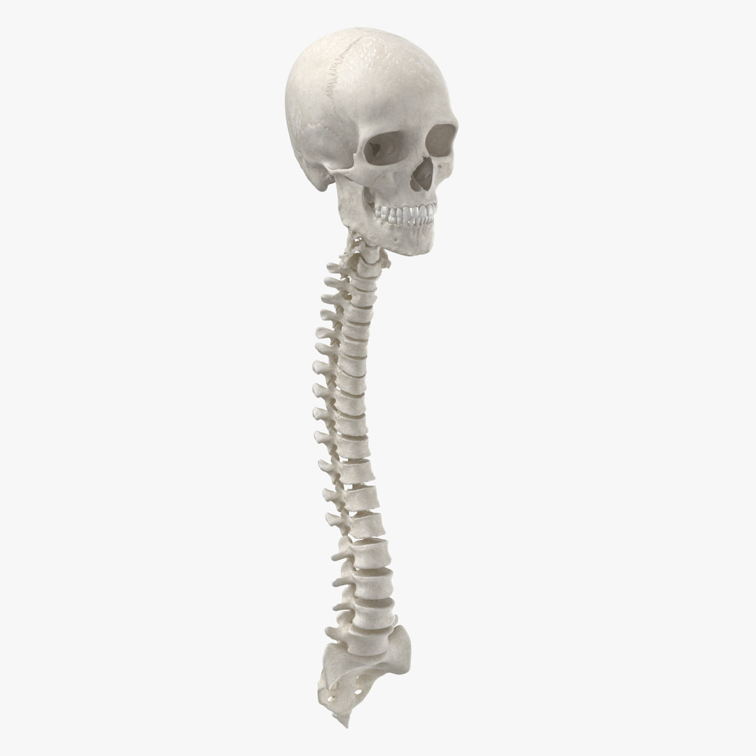 Real human spine bones model - TurboSquid 1639900