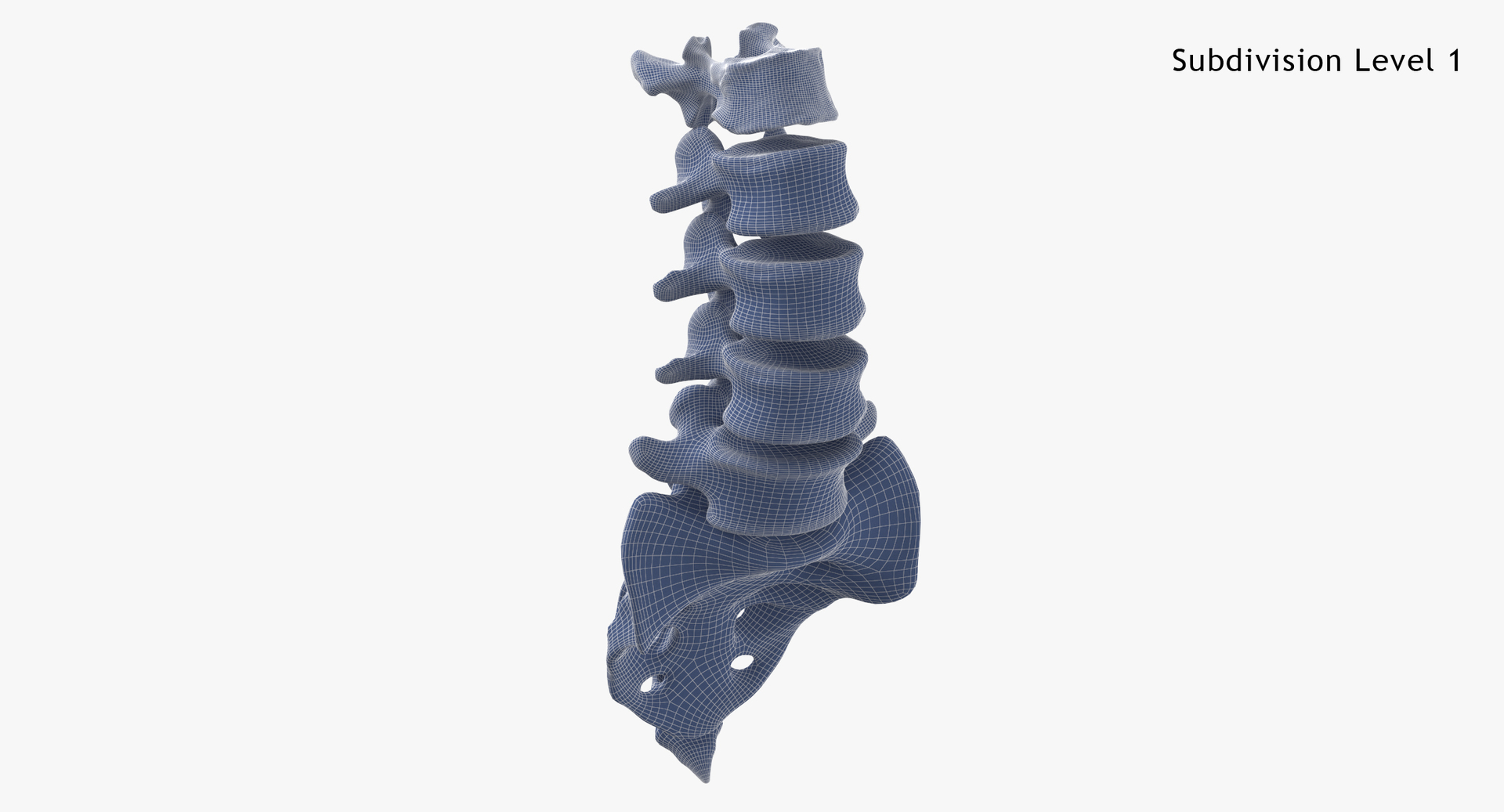 실제 인간의 요추 및 천골 척추 L1 ~ S5 뼈 01 3D 모델 - TurboSquid 1639931