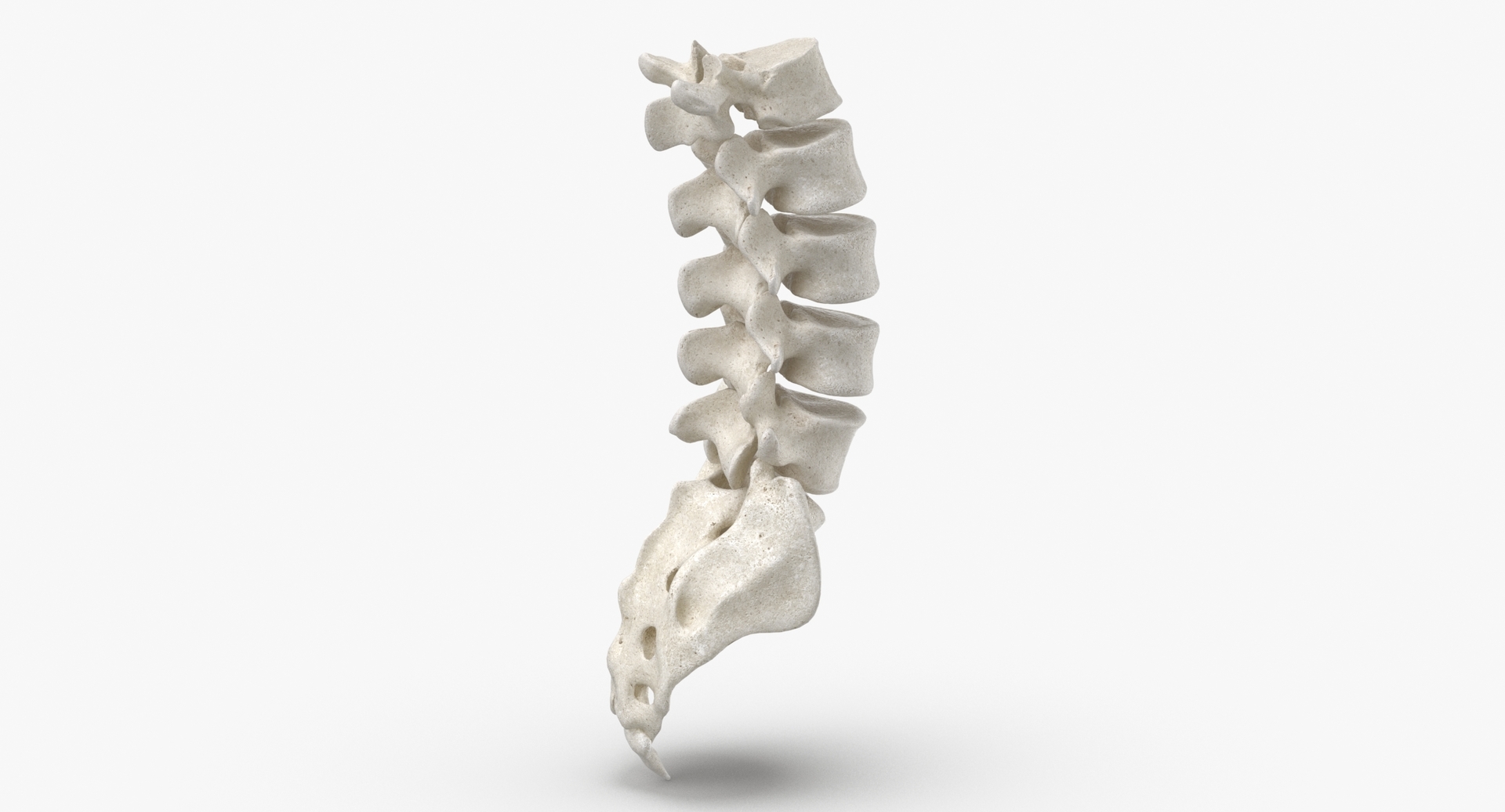 modèle 3D de Real Human Lumbar and Sacrum Vertebrae L1 to S5 Bones ...