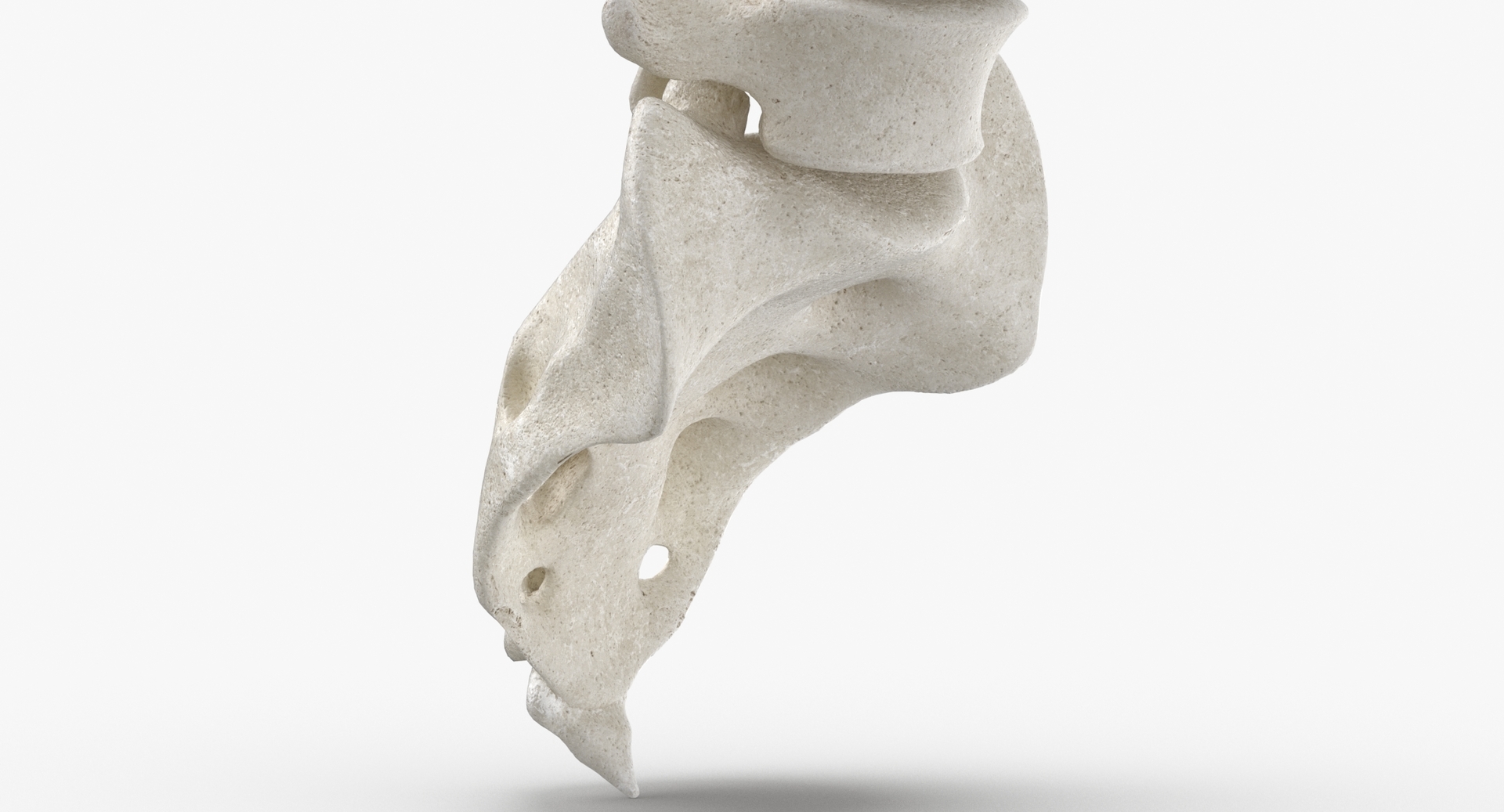 Real human lumbar sacrum 3D model - TurboSquid 1639932