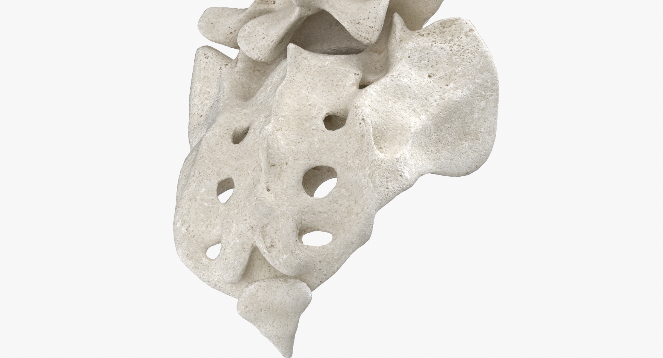 Real human lumbar sacrum 3D model - TurboSquid 1639932