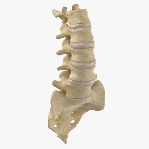 Spine 3D Models for Download | TurboSquid