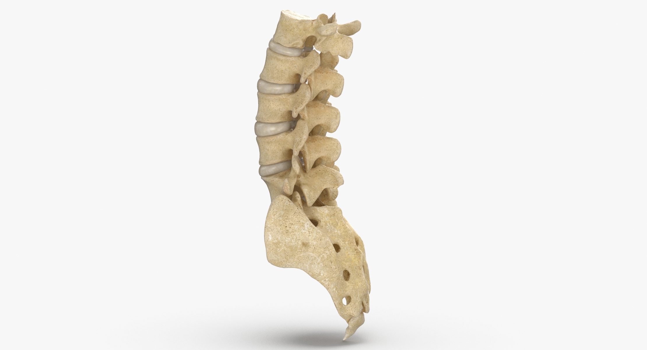 Real Human Lumbar and Sacrum Vertebrae L1 to S5 Bones With ...