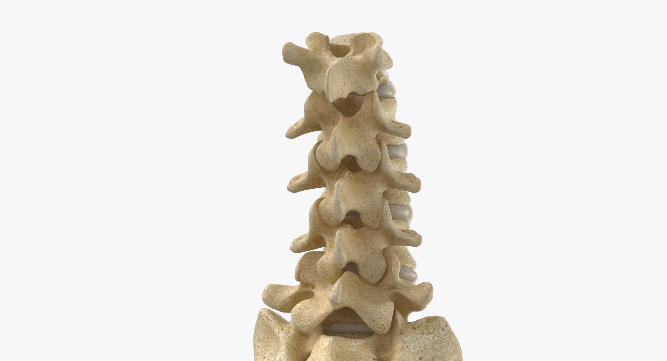 Real Human Lumbar and Sacrum Vertebrae L1 to S5 Bones With ...