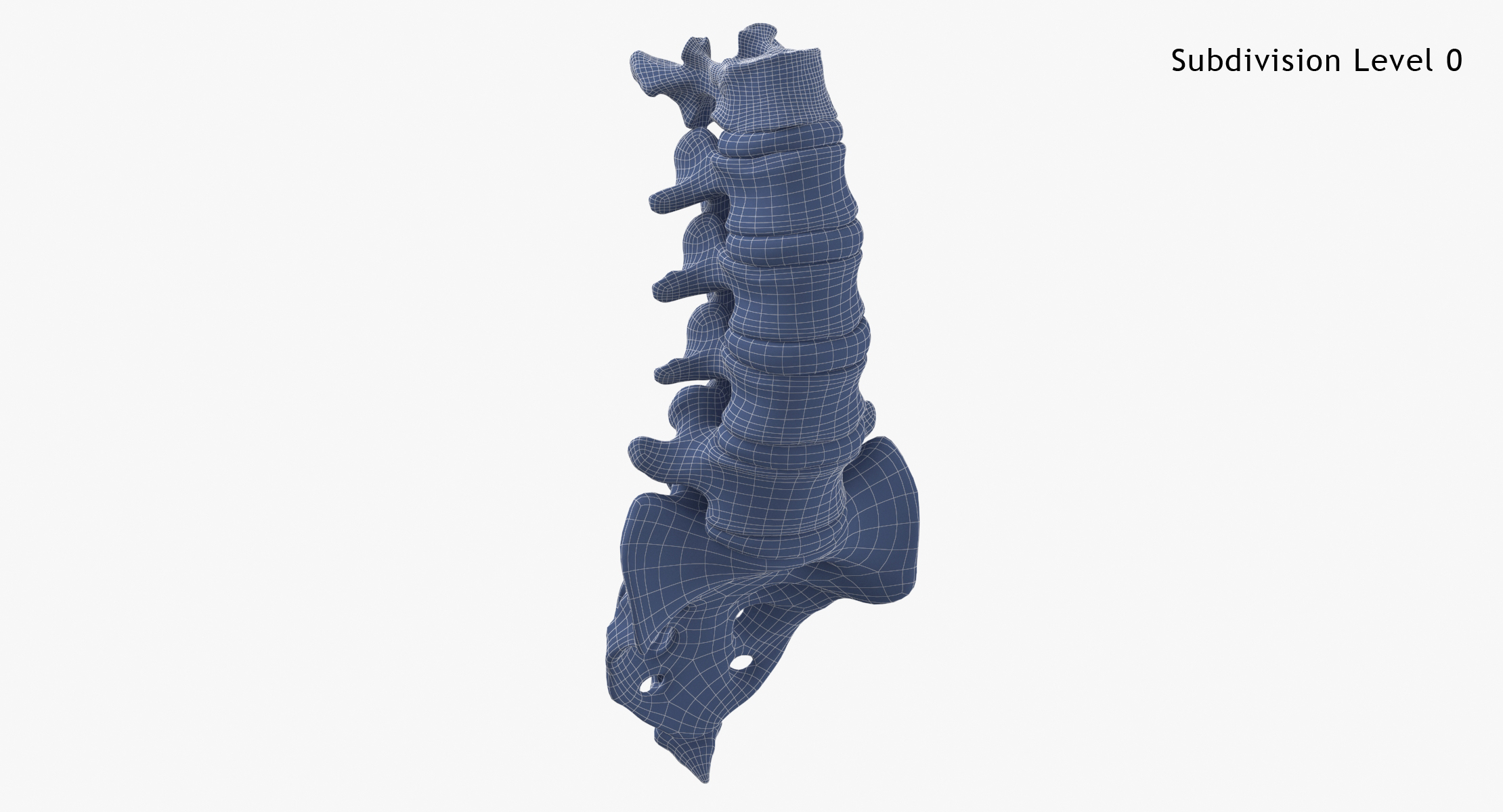 Real Human Lumbar and Sacrum Vertebrae L1 to S5 Bones With ...