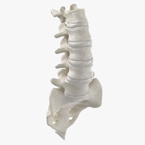 실제 인간의 요추 및 천골 척추 L1 ~ S5 뼈와 추간판 흰색 01 3D 모델 - TurboSquid 1639929