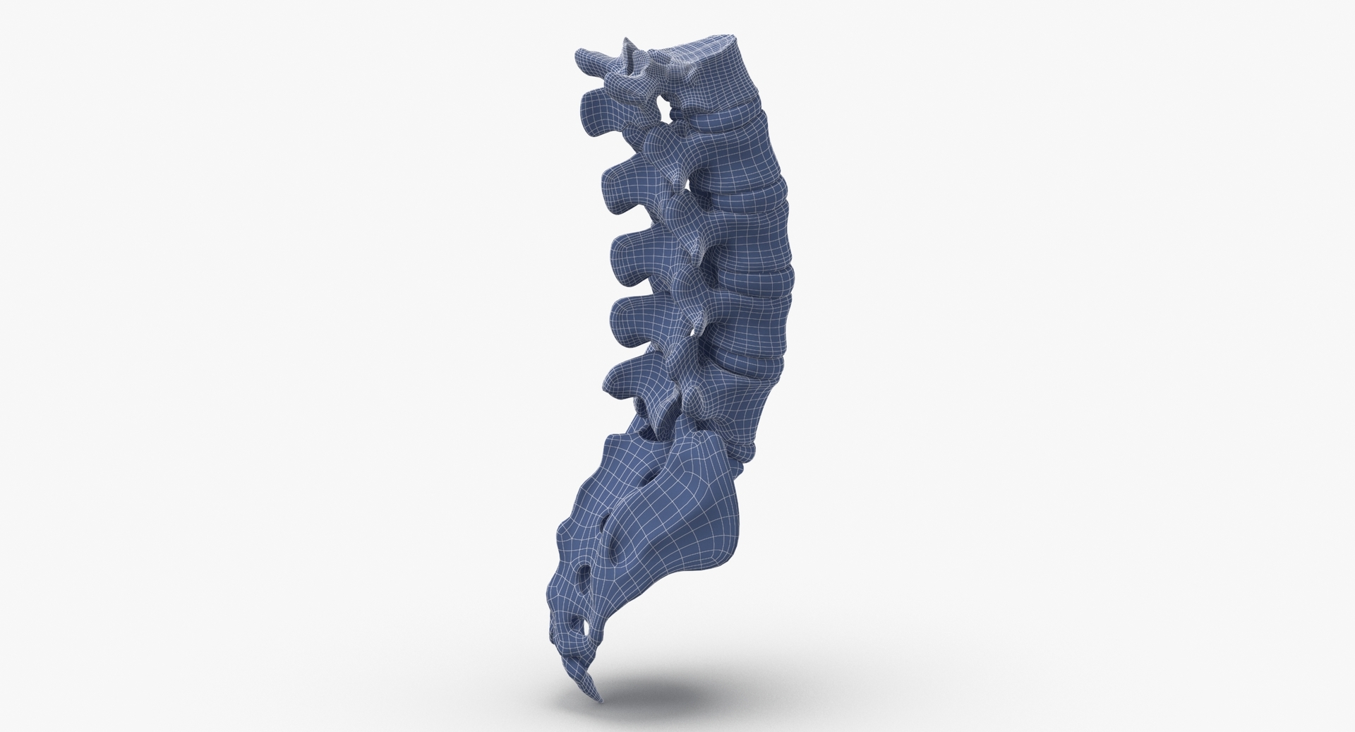 Real Human Lumbar and Sacrum Vertebrae L1 to S5 Bones With ...