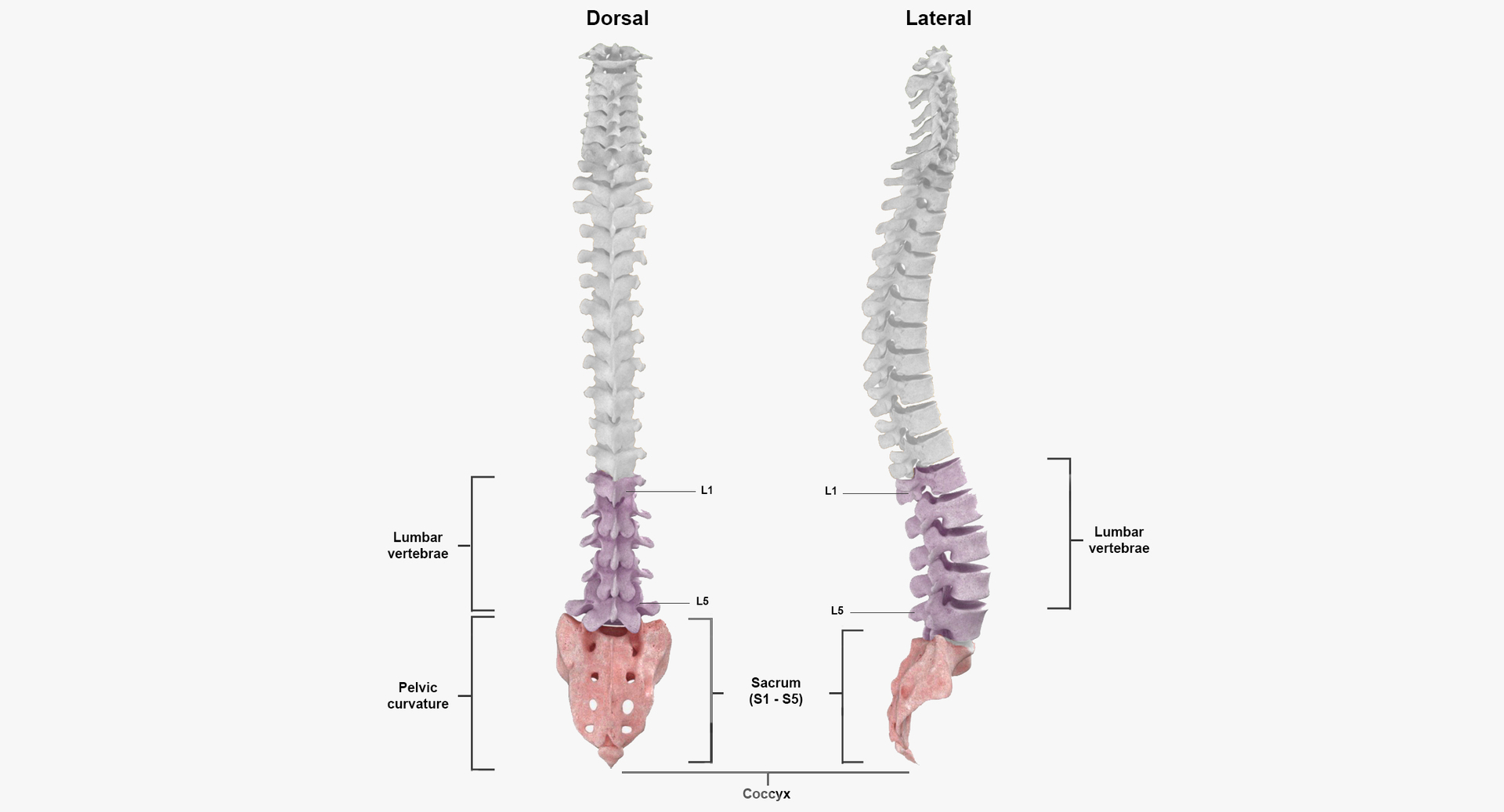 Real Human Lumbar and Sacrum Vertebrae L1 to S5 Bones 013Dモデル ...